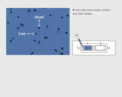 EVE™ Automatic Cell Counter