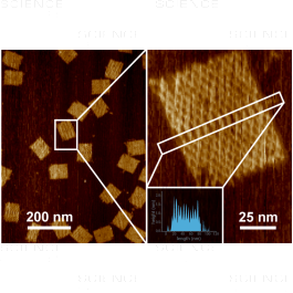 AFM test sample: DNA origami rectangles, each